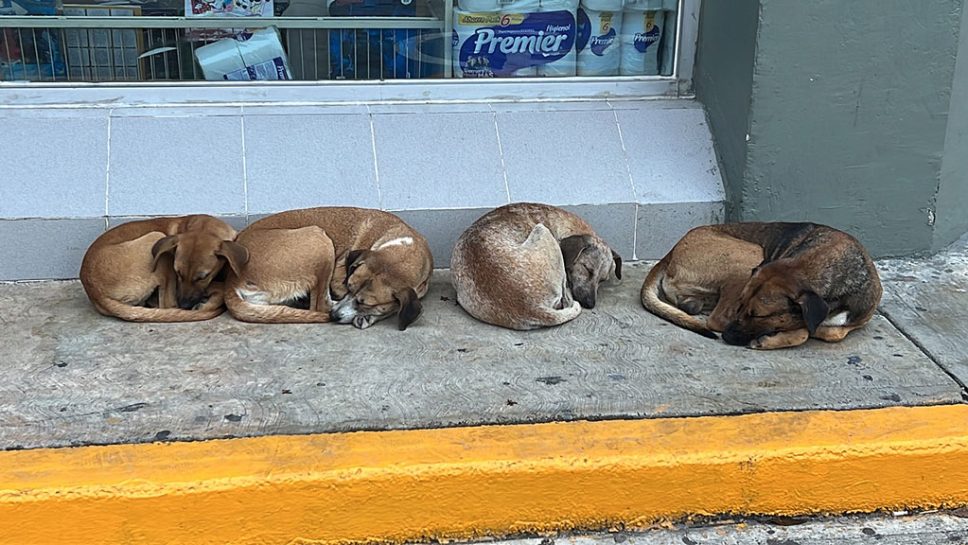 Isla Animals Rescue - The Eden Magazine
