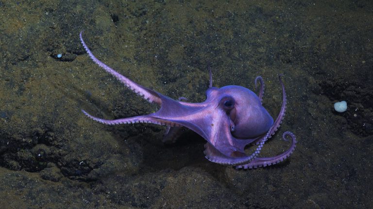 “Secrets of The Octopus” episodes will stream on April 22nd, Disney+ ...