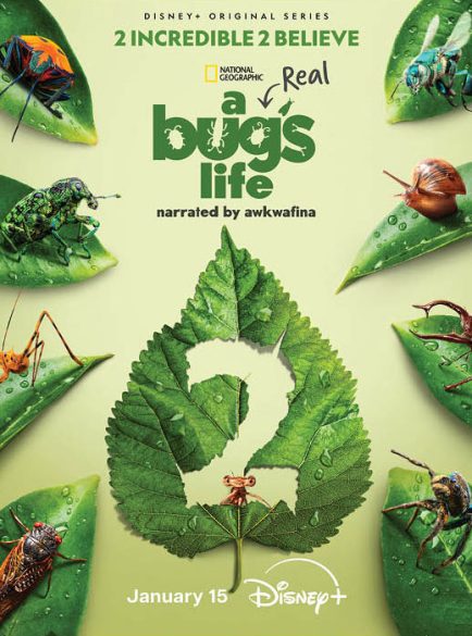 'A REAL BUG’S LIFE', THE DISNEY+ ORIGINAL SERIES FROM NATIONAL ...